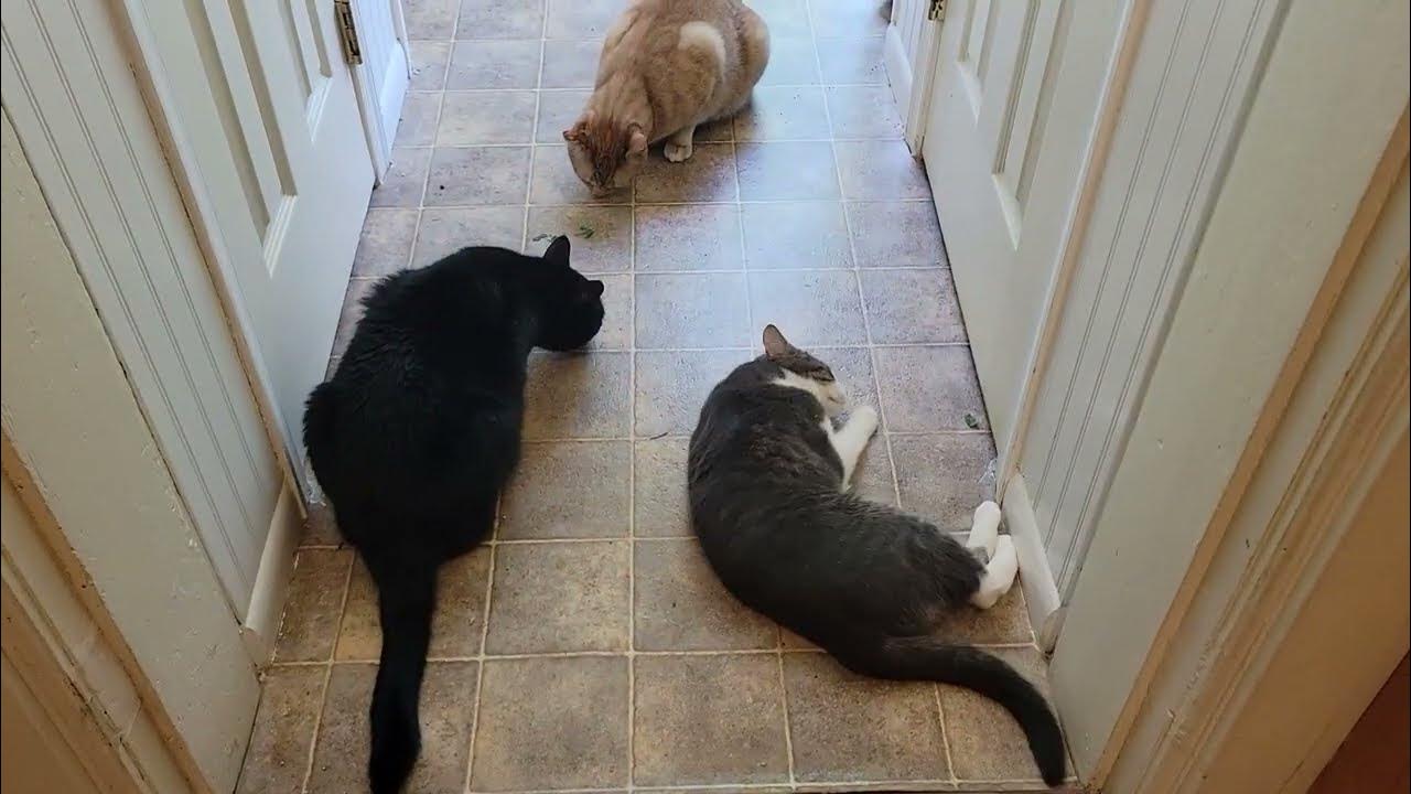 Cats on catnip - YouTube