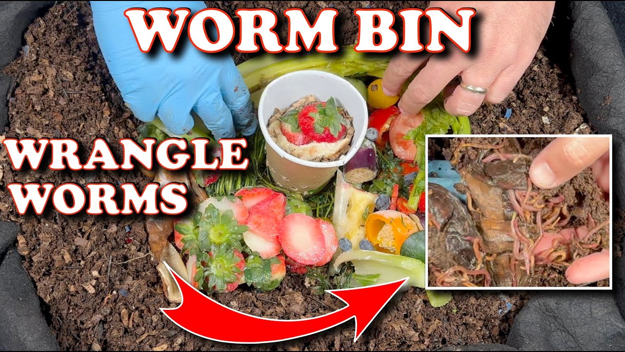 Capture Compost Worms By The Thousands! | Vermicompost Worm Farm - YouTube