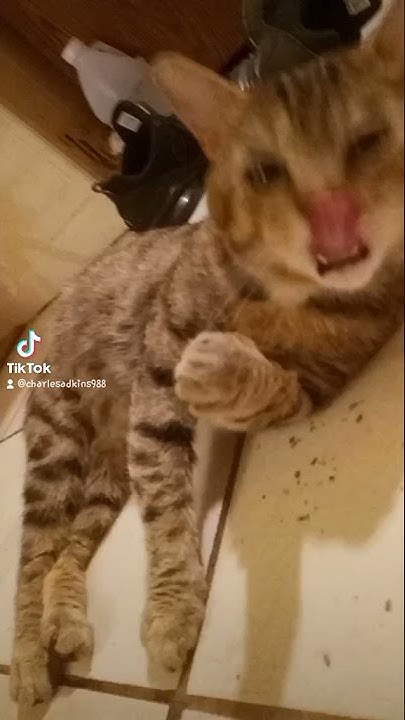 high on catnip - YouTube