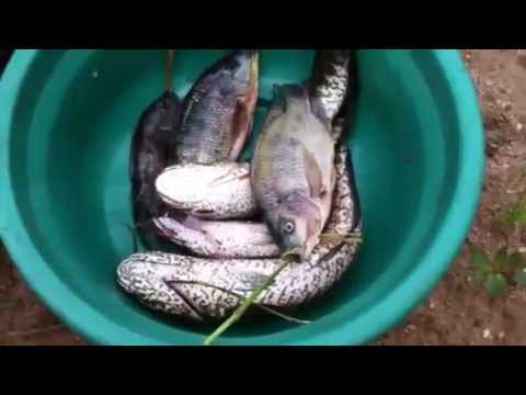 Malu Malu Malu - YouTube