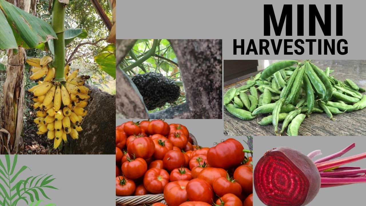 Mini Harvest from our Garden 🍌🥬🫛🍅 - YouTube