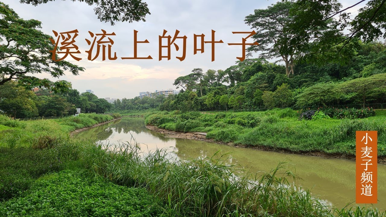 溪流上的叶子 Leaves on a stream in Mandarin - YouTube