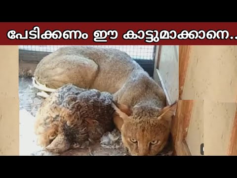 പേടിക്കണം ഈ കാട്ടുമാക്കാനെ, അപകടകാരിയായ ഇവനെ വീടിന്റെ പരിസരത്തു കണ്ടാൽ | Kattu poocha | Wild cat