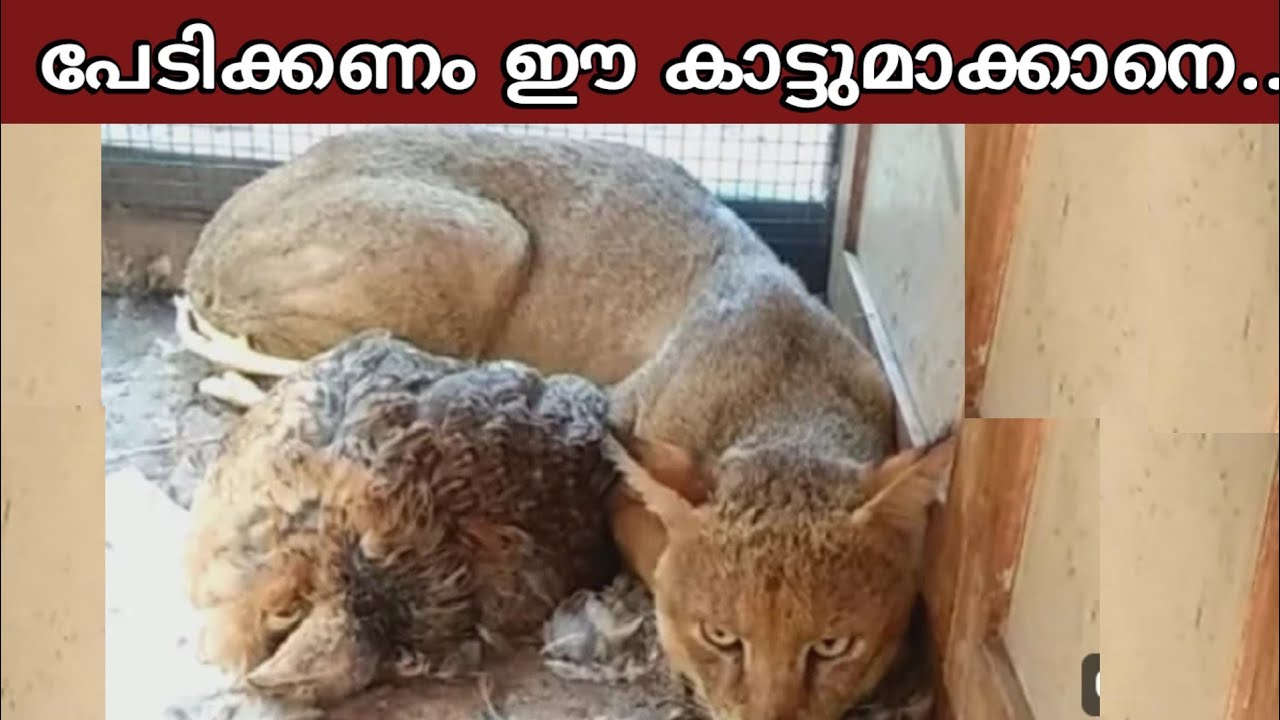 പേടിക്കണം ഈ കാട്ടുമാക്കാനെ, അപകടകാരിയായ ഇവനെ വീടിന്റെ പരിസരത്തു കണ്ടാ ...