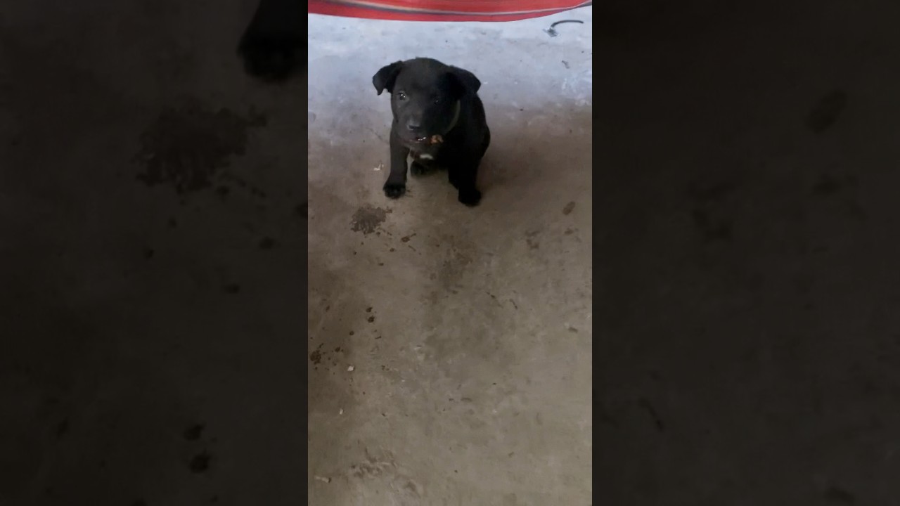 Bubu cute dog #dog #viral #smartpup #youtube #1million - YouTube