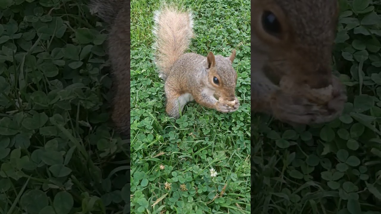 Meet Rupert, the most handsome squirrel - YouTube