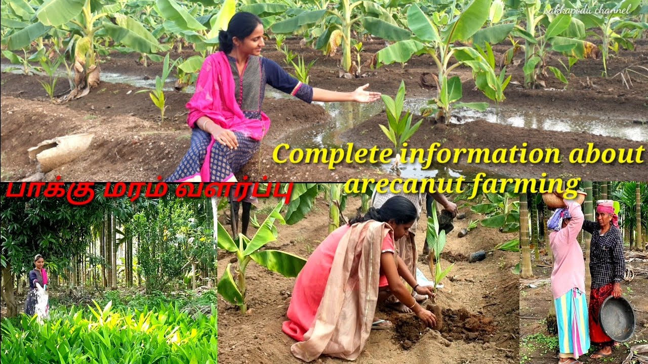 நம்ம தோடத்துல வைத்த புது பாக்கு கன்றுகள்|arecanut farming|paaku maram ...