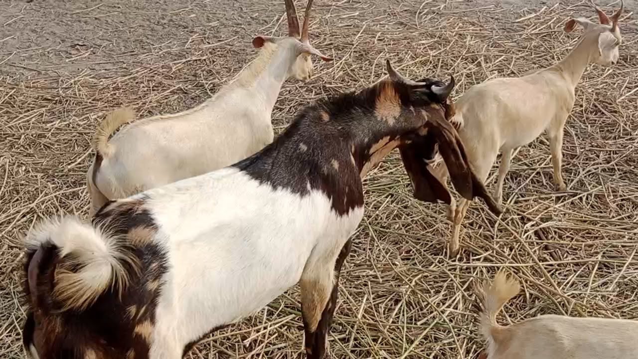 Goat Meeting 2022 | Goat Mating | Animal Meeting 2022 - YouTube