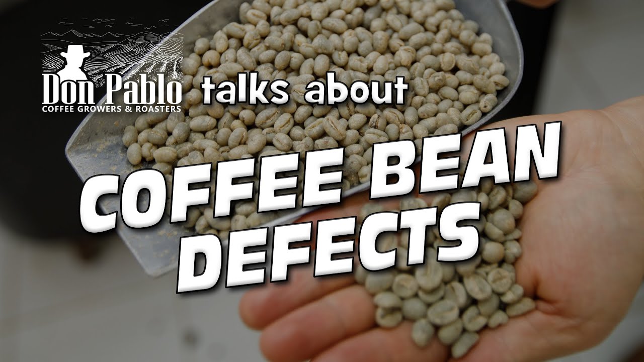 Coffee Bean Defects and how to spot them - YouTube