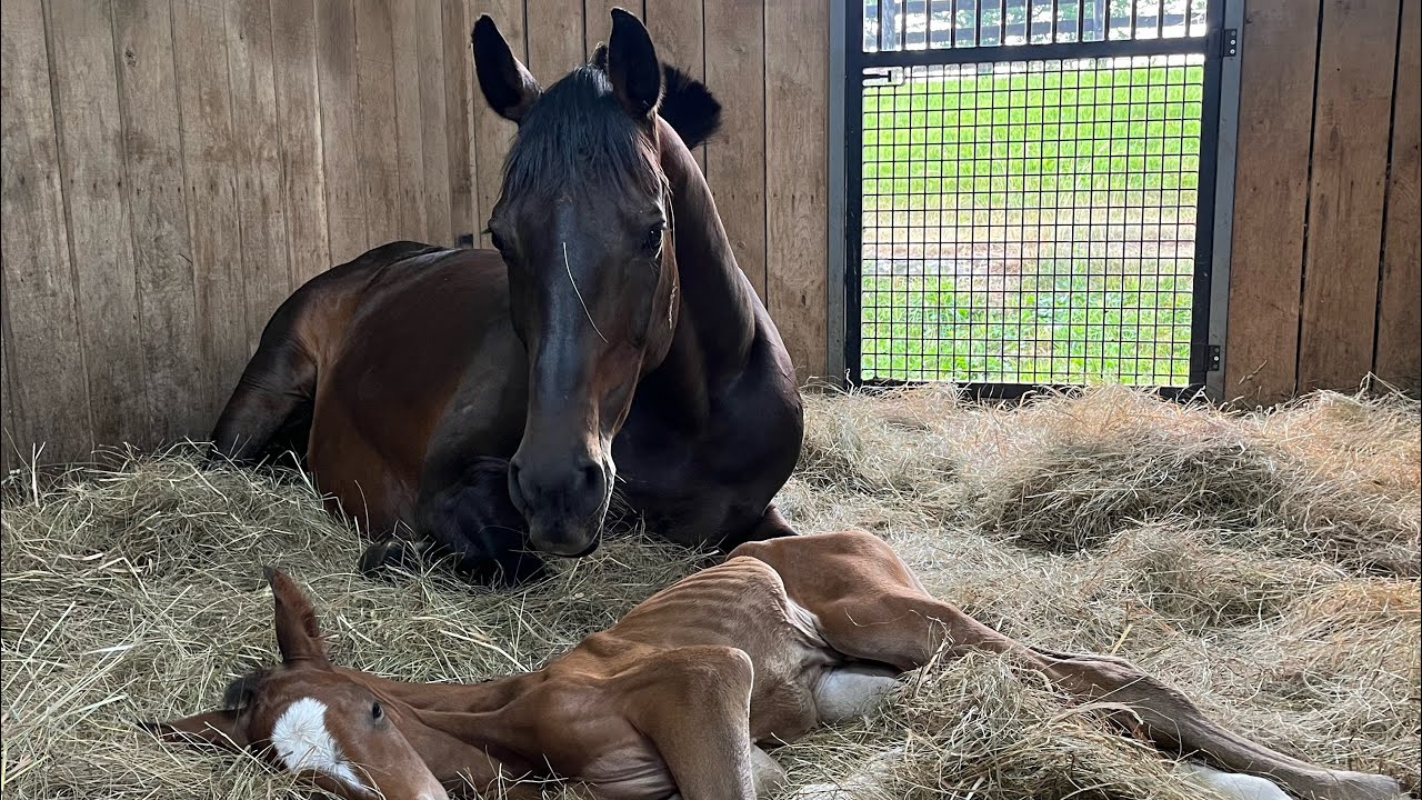 Ariel Giving Birth #2 (Horse Birth to Bay Colt) - YouTube