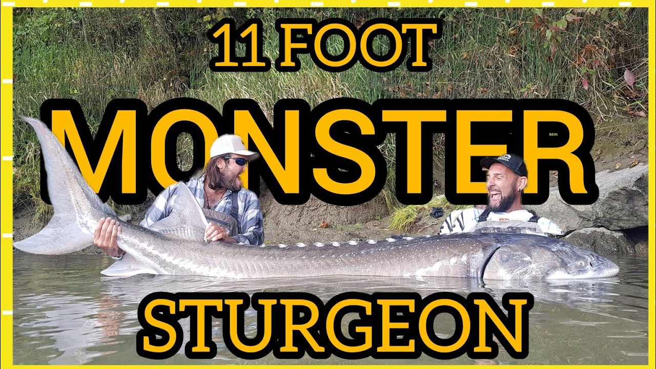Giant White Sturgeon