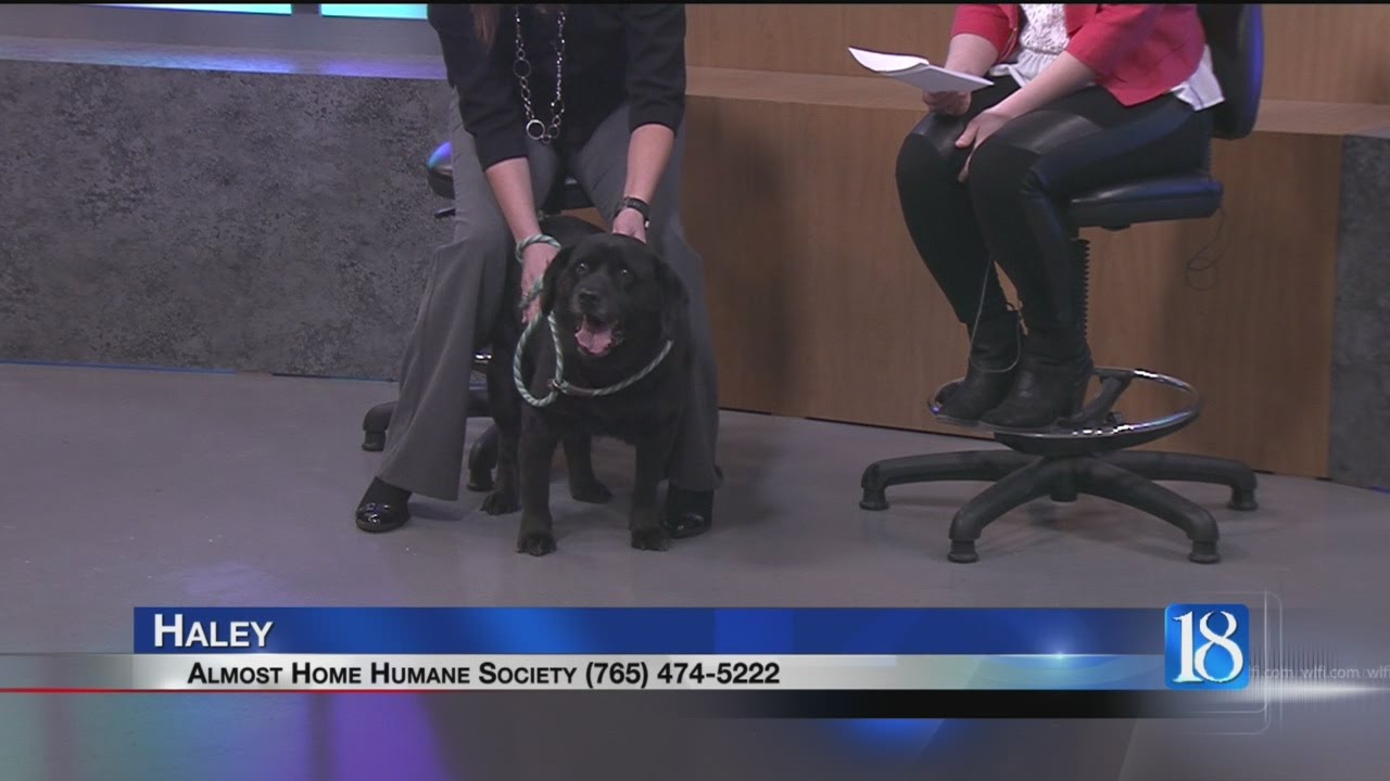 Haley the Dog – Pet of the Week for Jan. 6 - YouTube