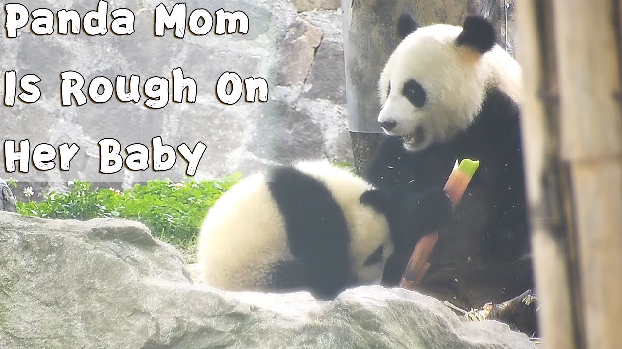 Tough Love Makes A Panda Stronger In Adulthood | iPanda - YouTube