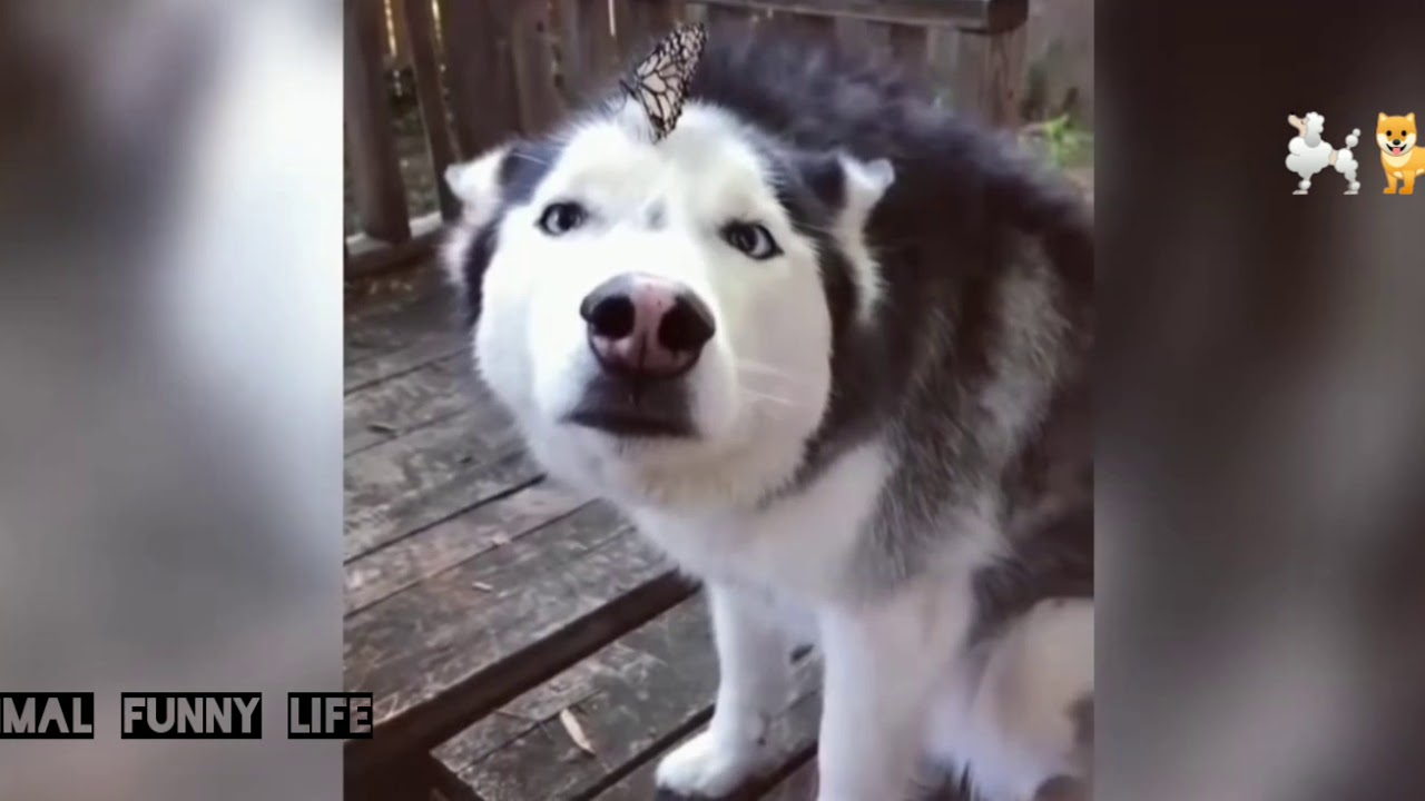 Crazy dogs funny moments 2019 - YouTube