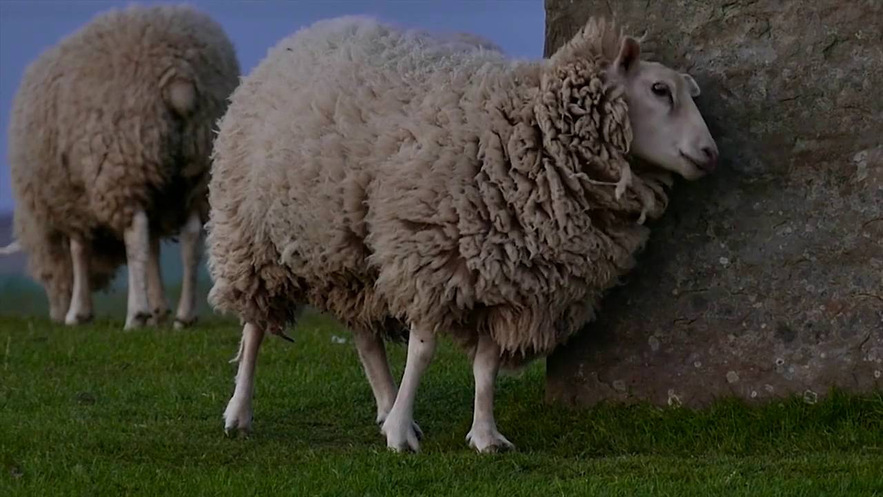 Itchy Sheep - YouTube