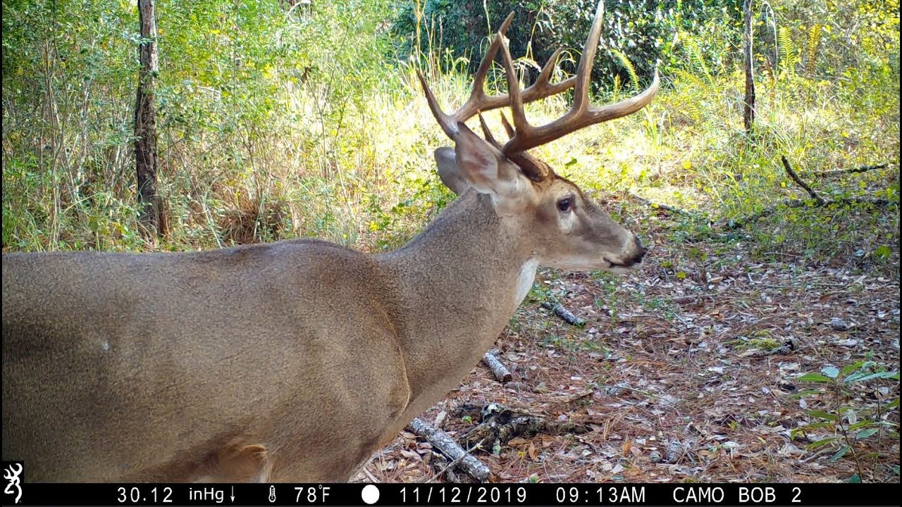 BIG FLORIDA WHITE TAIL DEER - YouTube