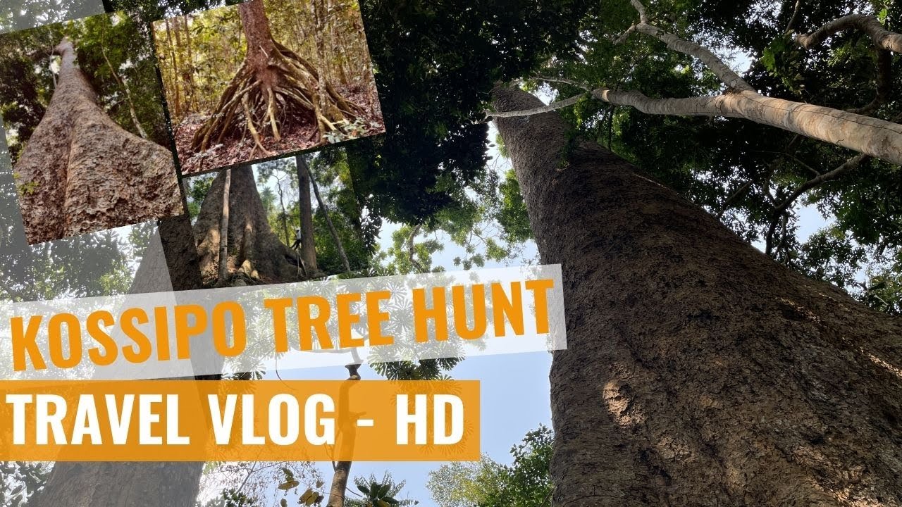 KOSSIPO TREE HISTORY - Visiter Le Cameroon #cameroon #talltree - YouTube