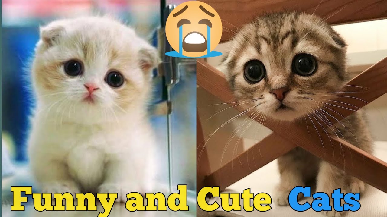 Baby Cats - Cute and Funny Cat Videos Compilation | light muic horizon ...