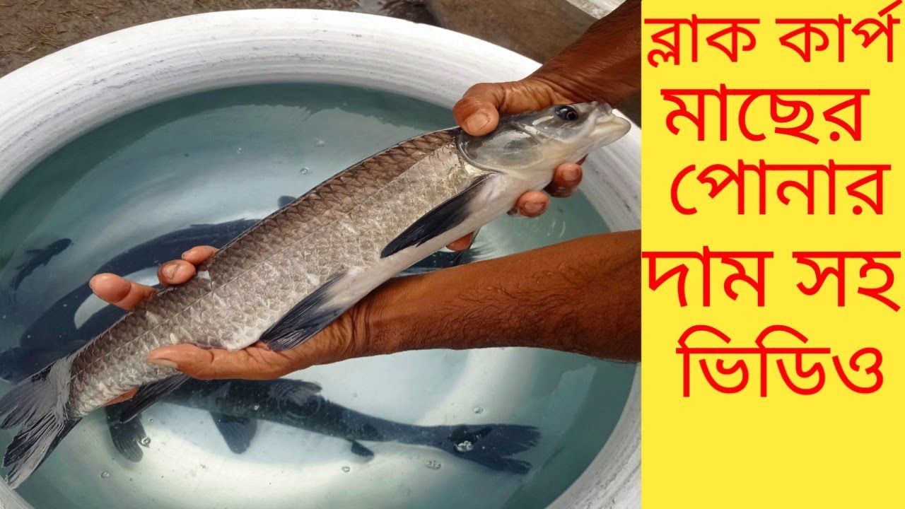 Black carp fish in bangladesh.black carp fishing video.ব্লাক কার্প ...