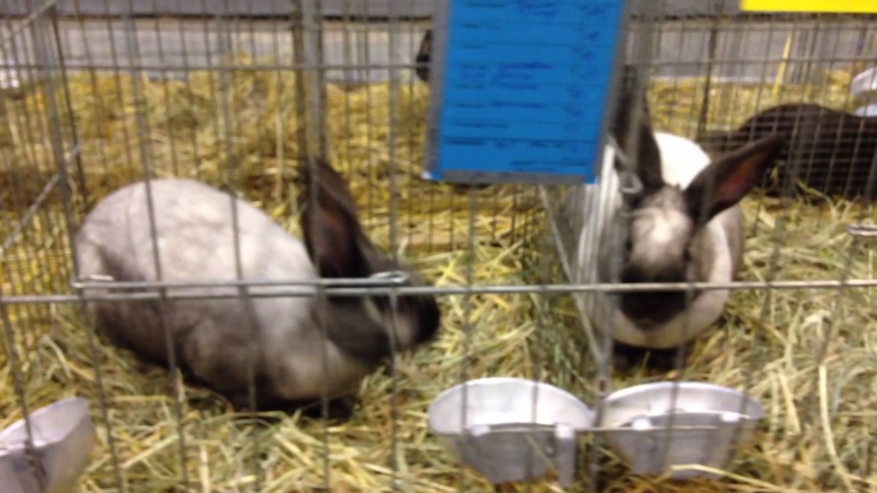 Lapins Sallander pure race - YouTube