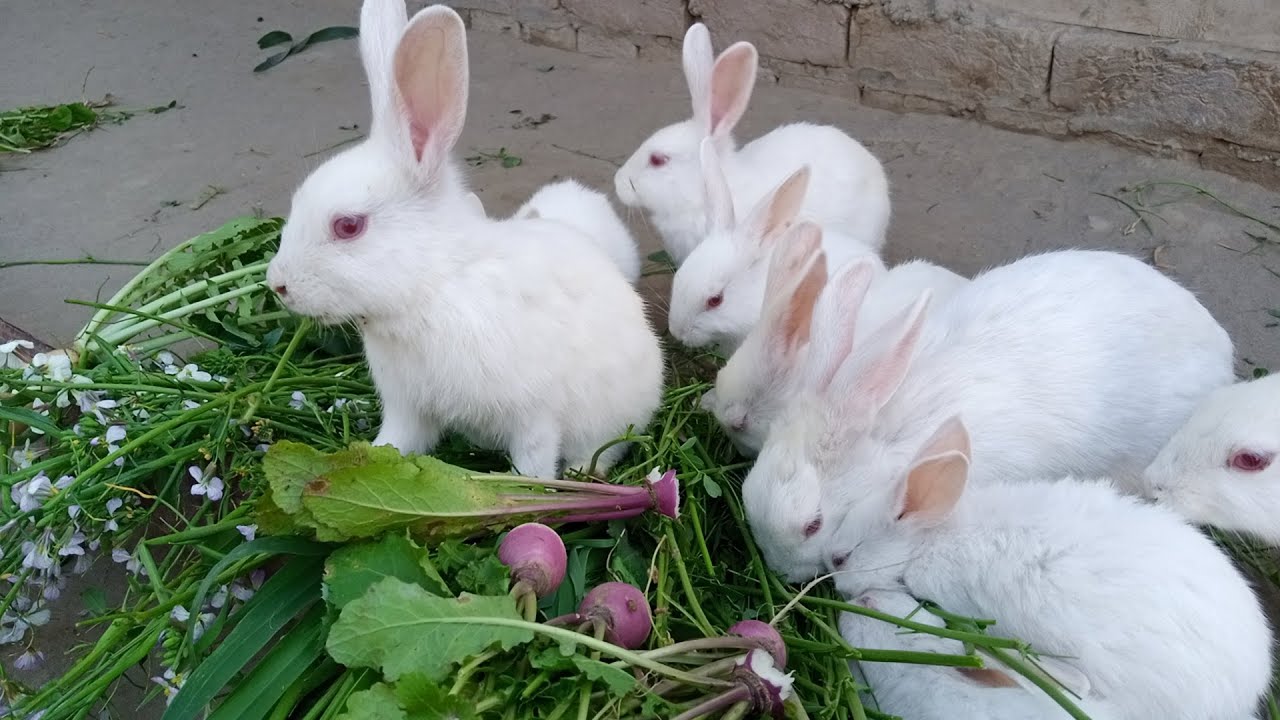 Very beautiful rabbits bunnies in village ( village life pakistan ...