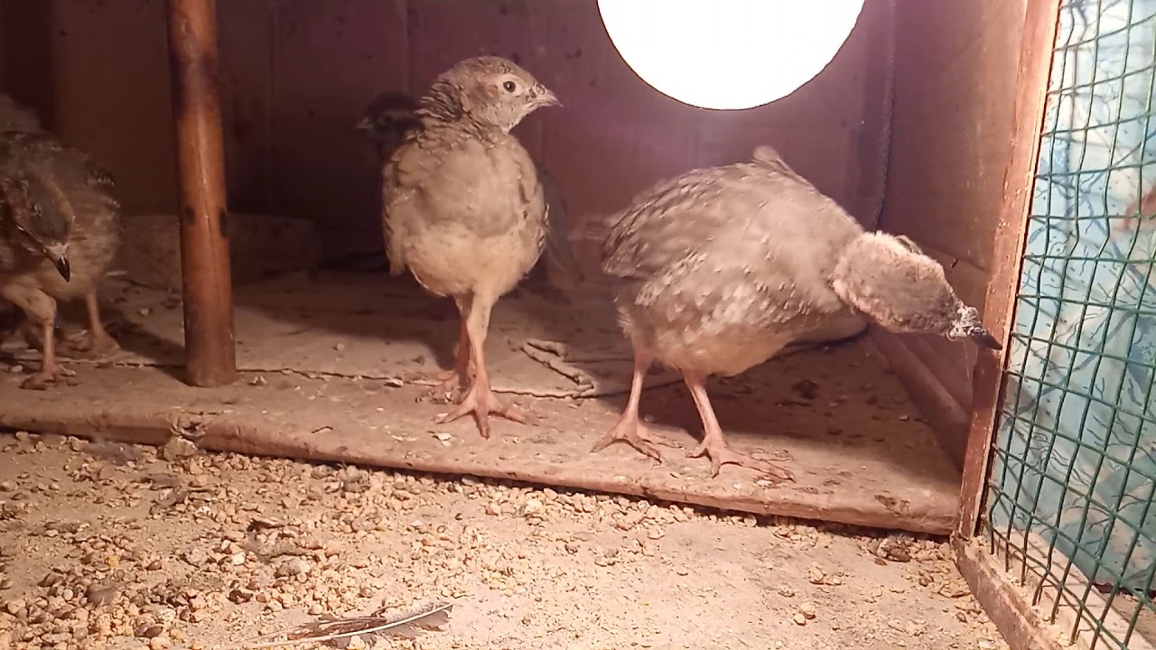 Chakor Chicks/چکور کے بچے - YouTube