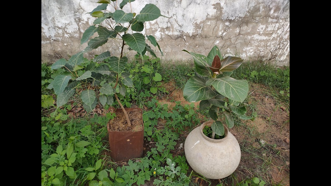 Peepal tree and Bargad tree in Pot - YouTube