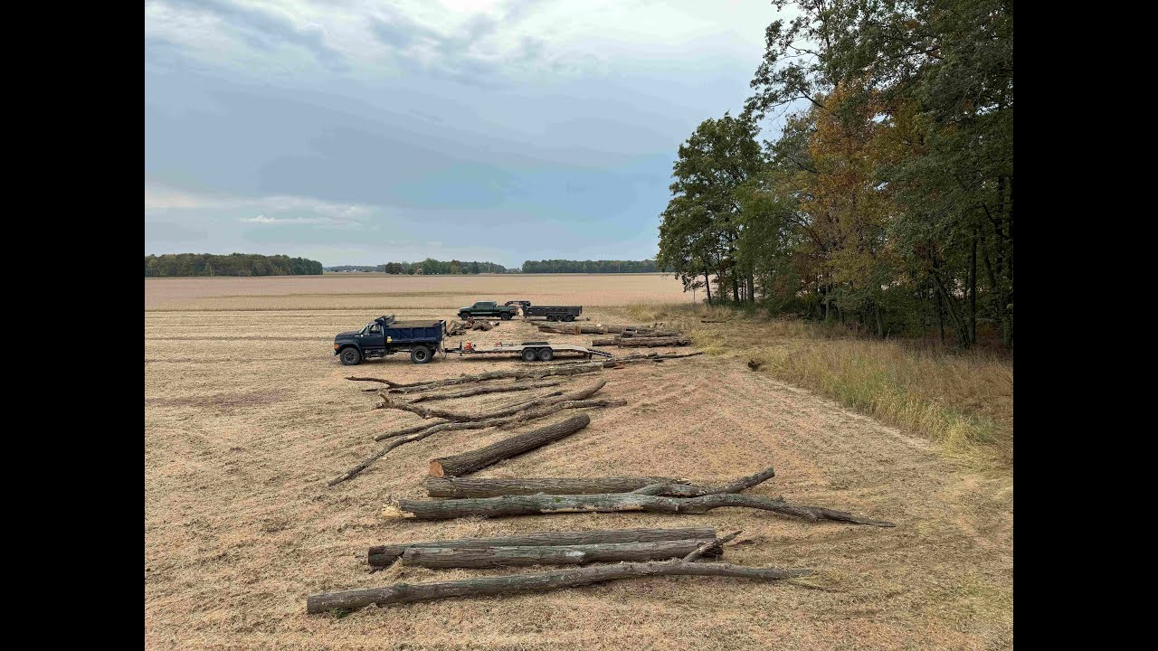 Big Red Oak Pt 2: Hauling Logs back to the Wood Yard - YouTube