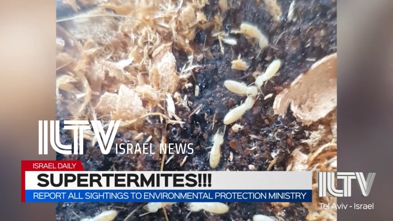 Super termites found in Israel! - YouTube