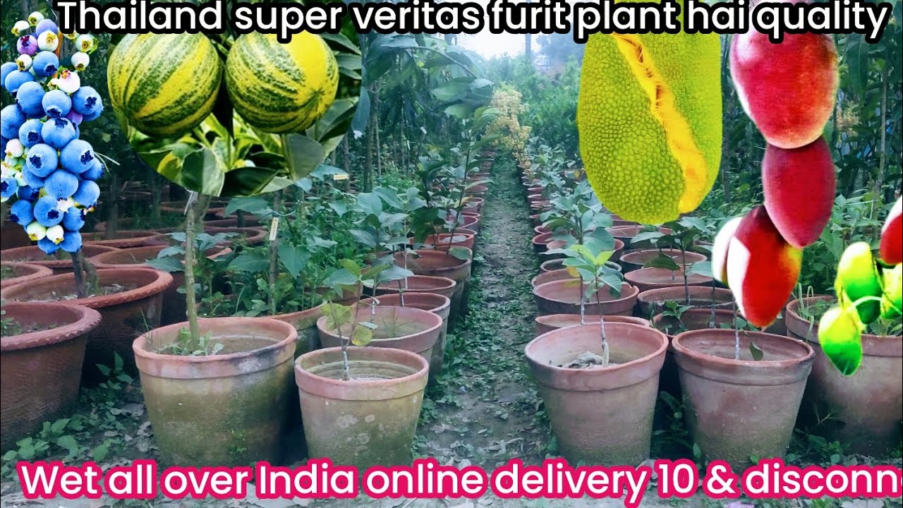 Thailand super veritas furit plant and all over India online delivery ...