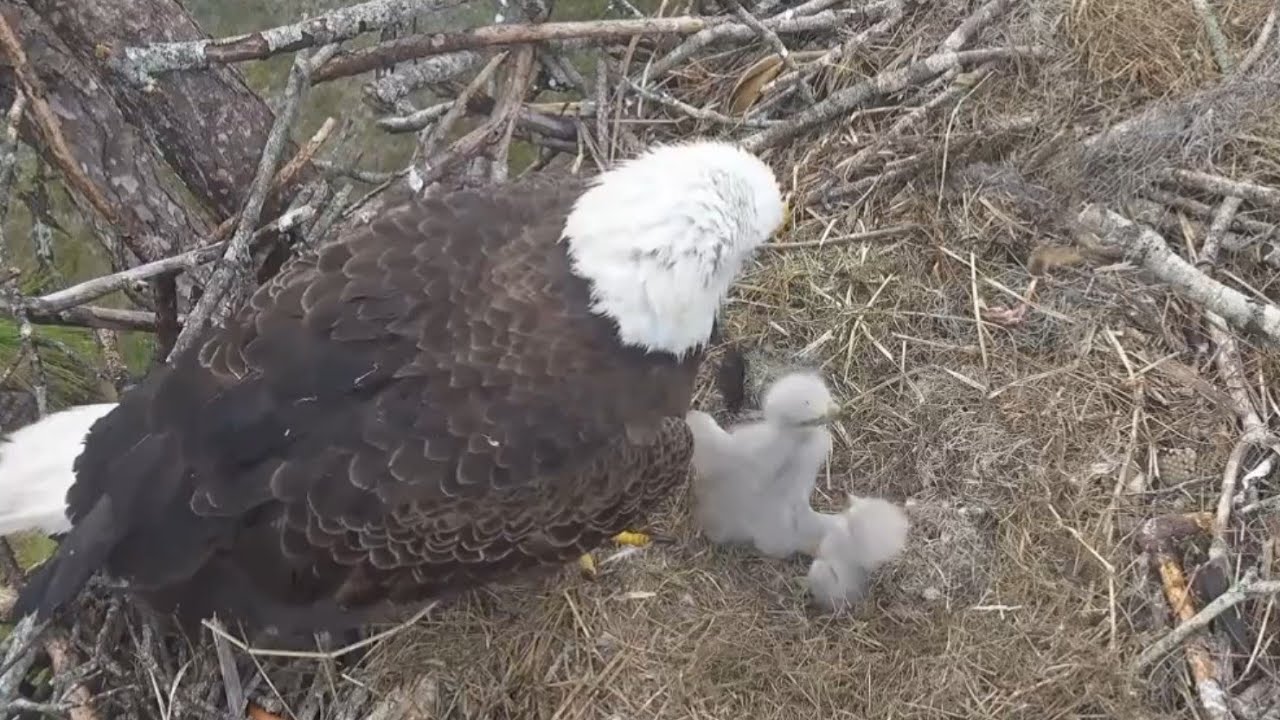 Elder eaglet want to eat before young sibling | SWFL Eagles | Dec 24 ...