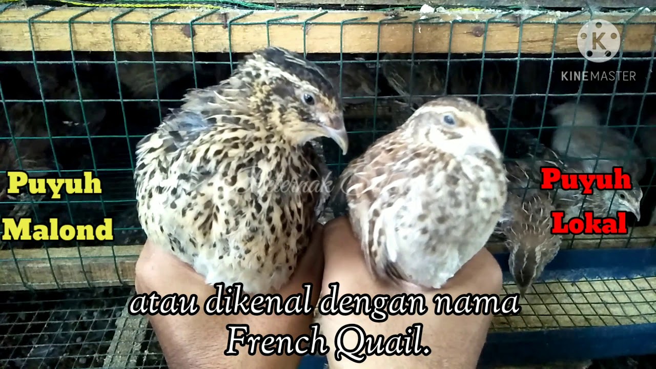 PENJELASAN TENTANG BURUNG PUYUH MALOND [] PETERNAK SUKSES - YouTube