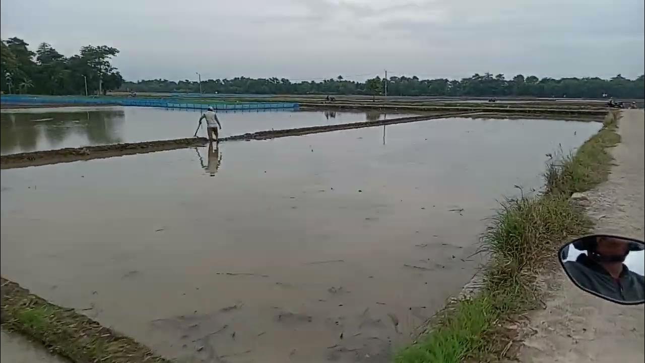 indahnya jalan persawahan - YouTube