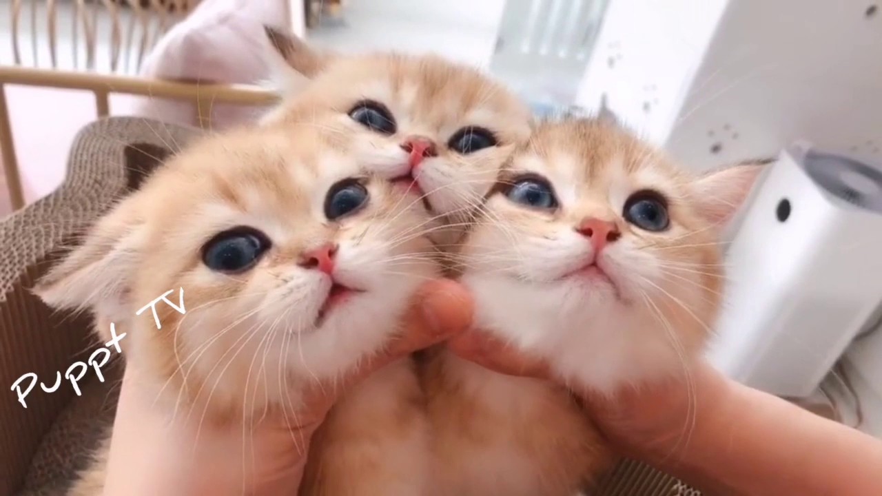 Cutest Baby Animals😍😍Funny And Cute Puppies Compilation - YouTube