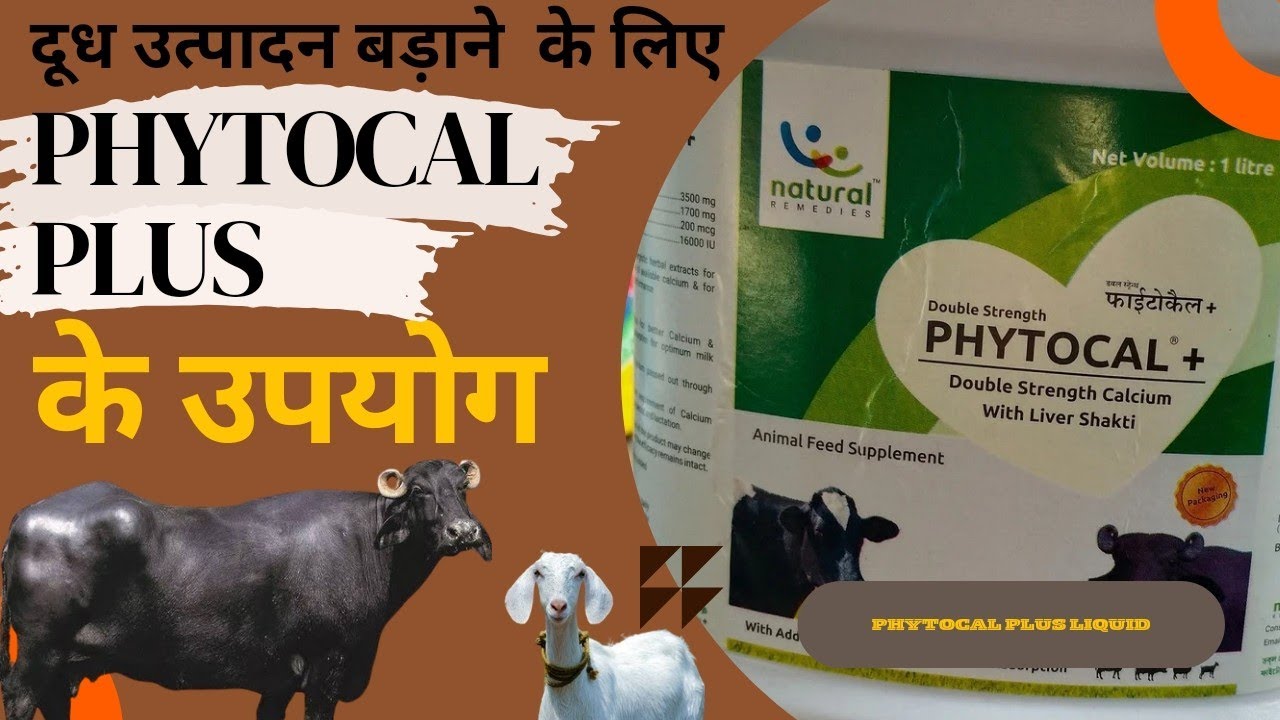 Phytocal Plus दूध बडेगा 100%। Animal Feed Supplement। Calcium Product ...