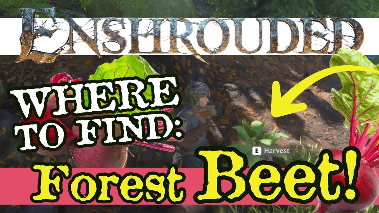 Enshrouded How to Get Forest Beet - YouTube