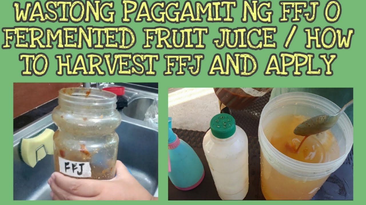 WASTONG PAGGAMIT NG FFJ o FERMENTED FRUIT JUICE / HOW TO HARVEST AND ...