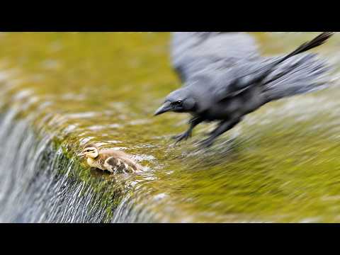 Yavru ördek son anda dalış yaparak kargadan kurtuldu 😱🐤