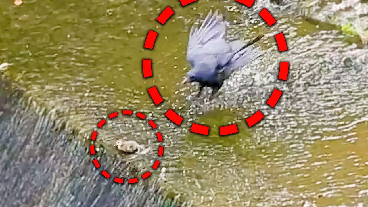 Life-or-Death Moment 🐤💔 Duckling Survives Crow Attack with Dive 🦆💥 ...
