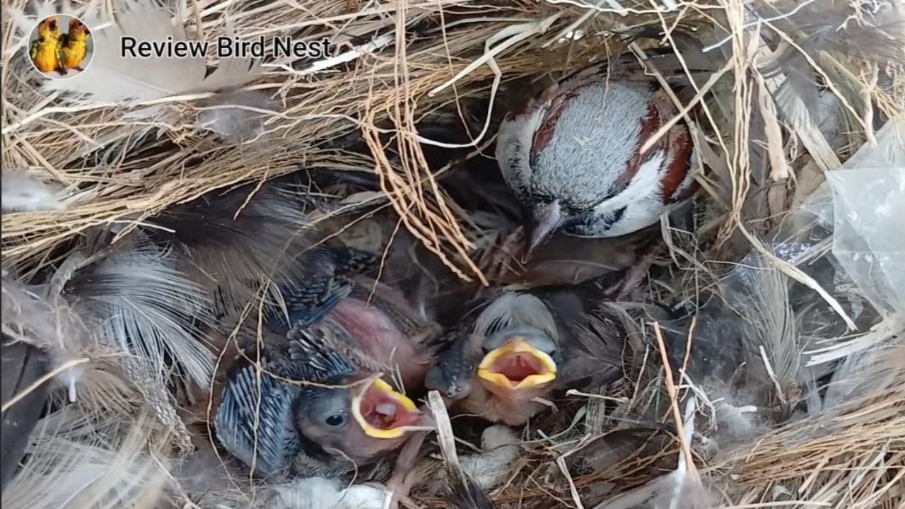 EP.03 Old World sparrows Bird Find locust food for her chicks to eat in ...