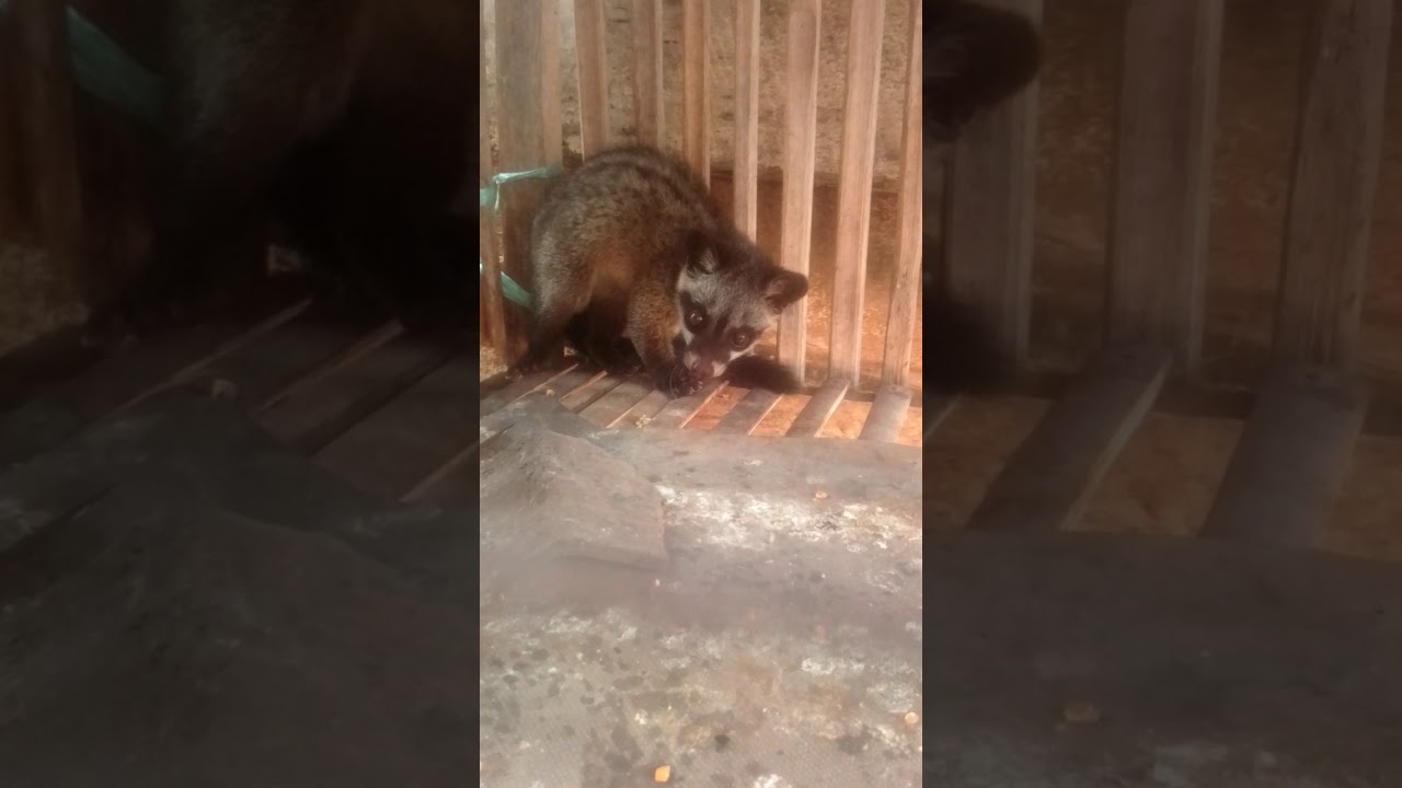 Anak musang /luwak - YouTube