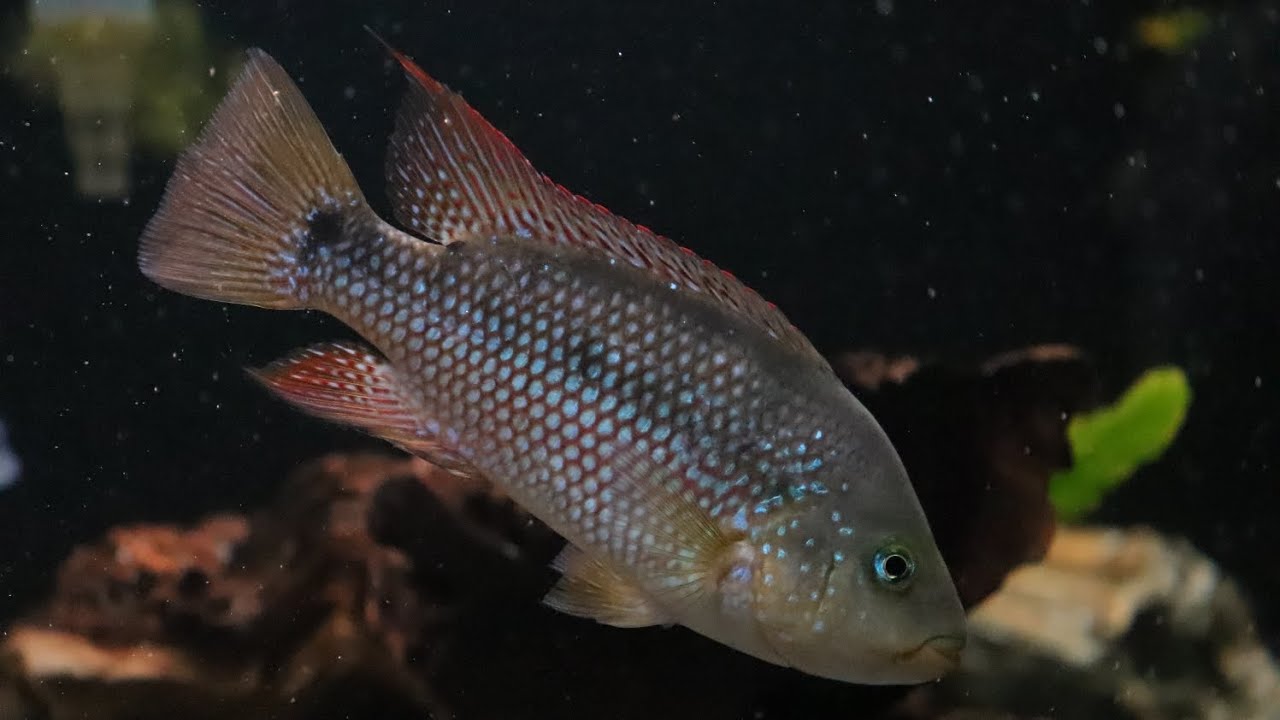125 Gallon American Cichlids Tank Update and Last look on our Sub-Adult ...