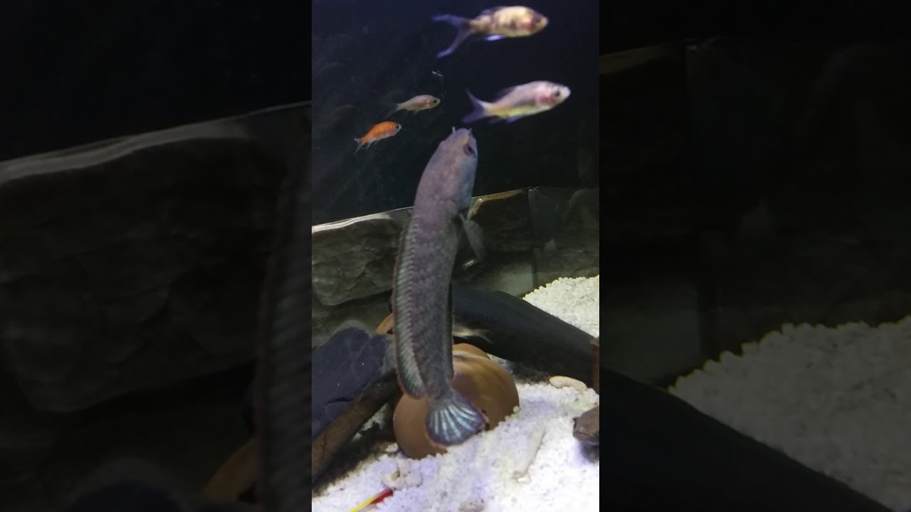 Channa limbata male,female - YouTube