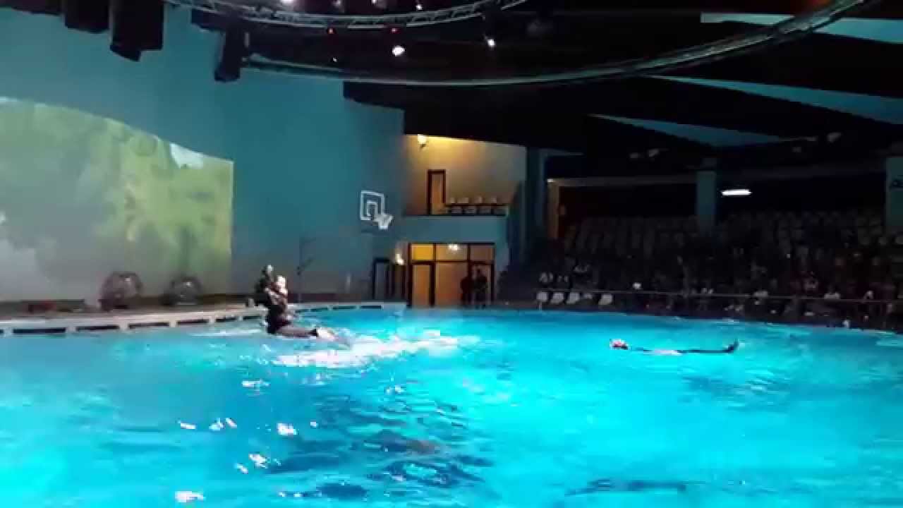 Lietuvos jūrų muziejus | Delfinariumas | Delfinų pasirodymai 2015 | 1 ...