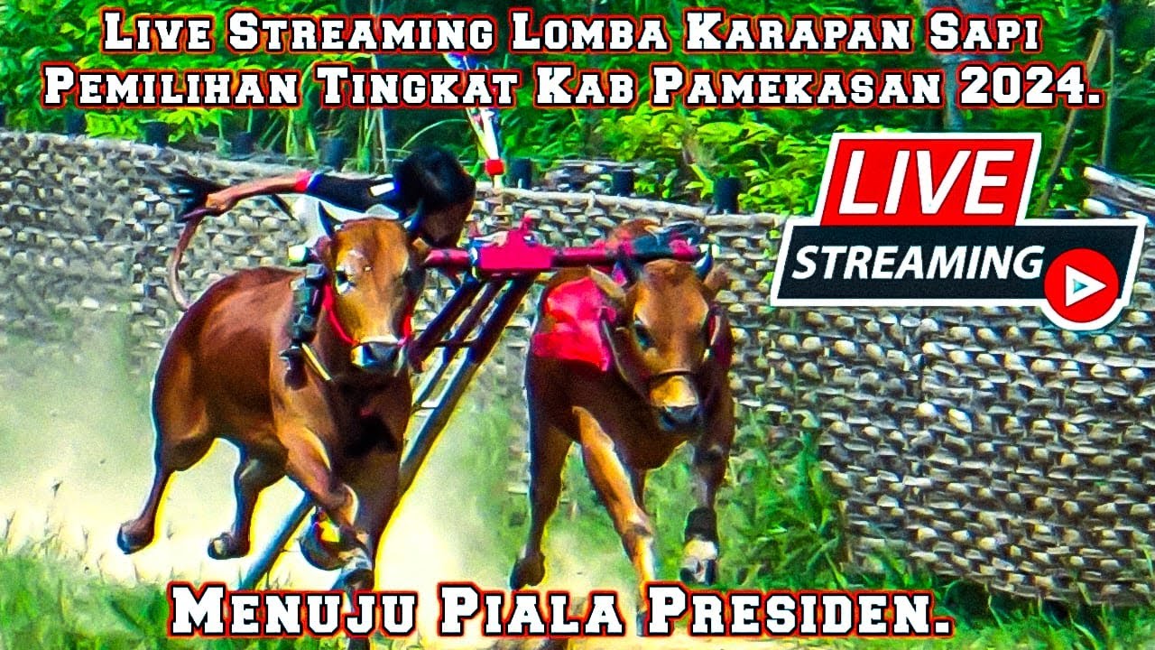 Live Streaming Lomba Karapan Sapi Pemilihan Tingkat Kab Pamekasan ...