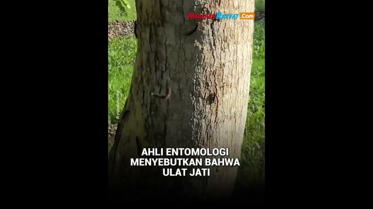 Serangan Ulat Jati di Gunungkidul, Gangguan Musiman yang Viral - YouTube