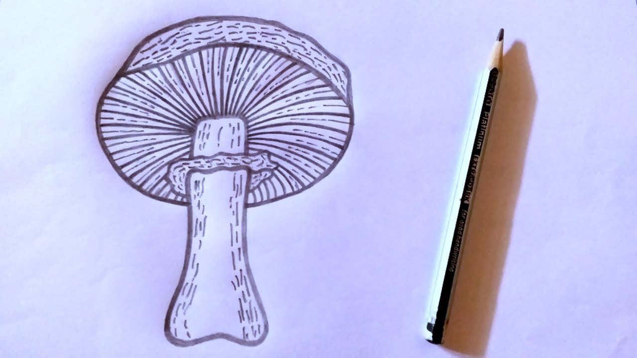 How to draw AGARICUS easy // Pencil art 8/30 #agaricus #intermediate # ...