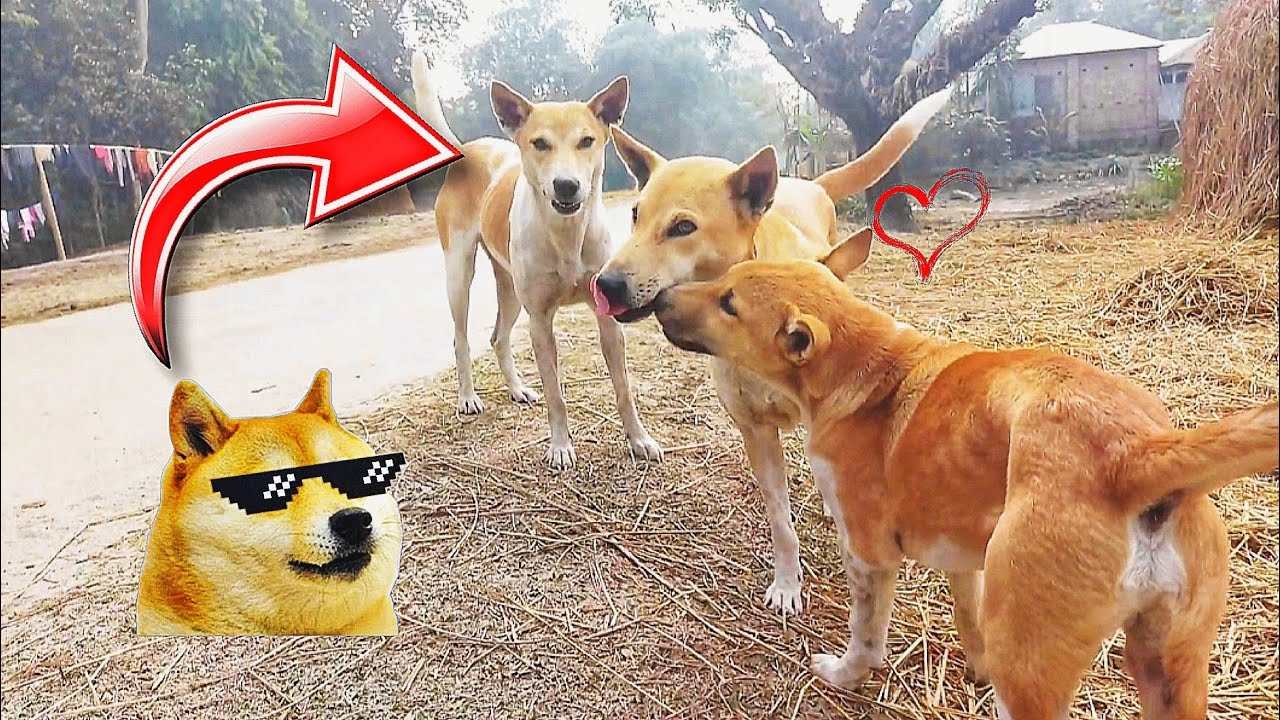 14 tarikh Valentine's Day hai pata nahin yah doggy log kya planning kar ...