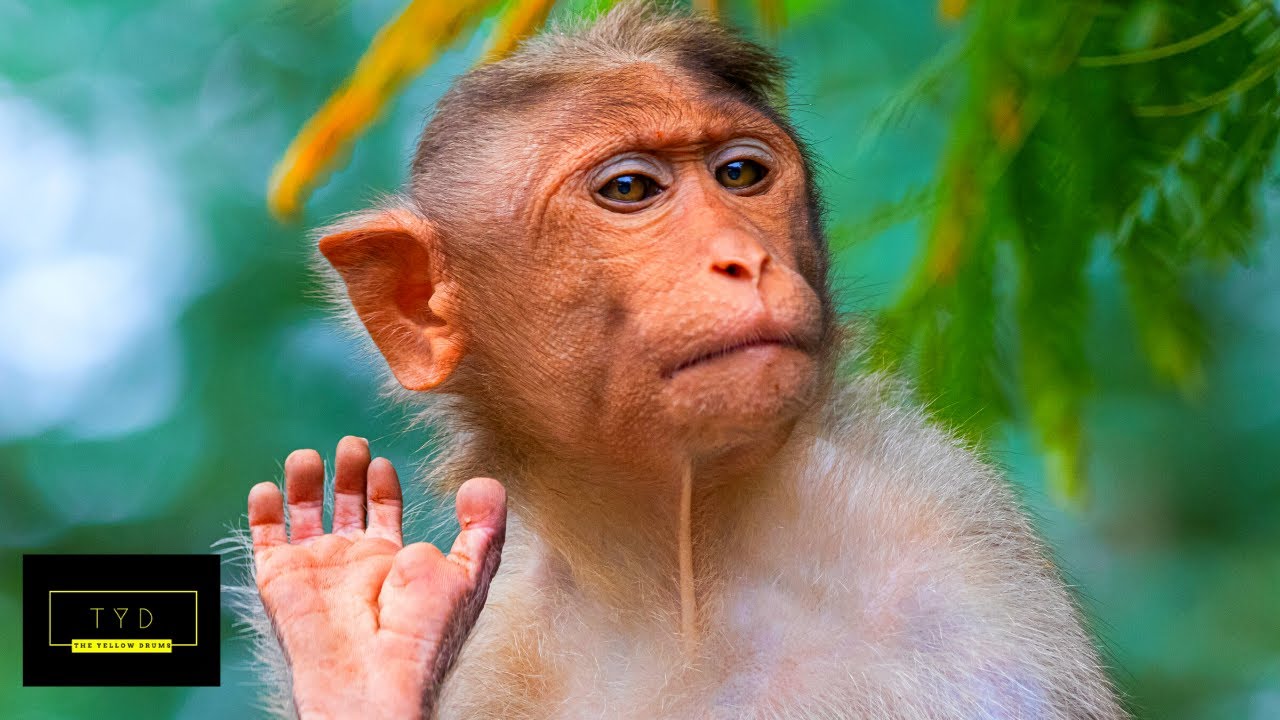 Life of a Monkey | Relaxing Music with soothing flute | Monkey World ...