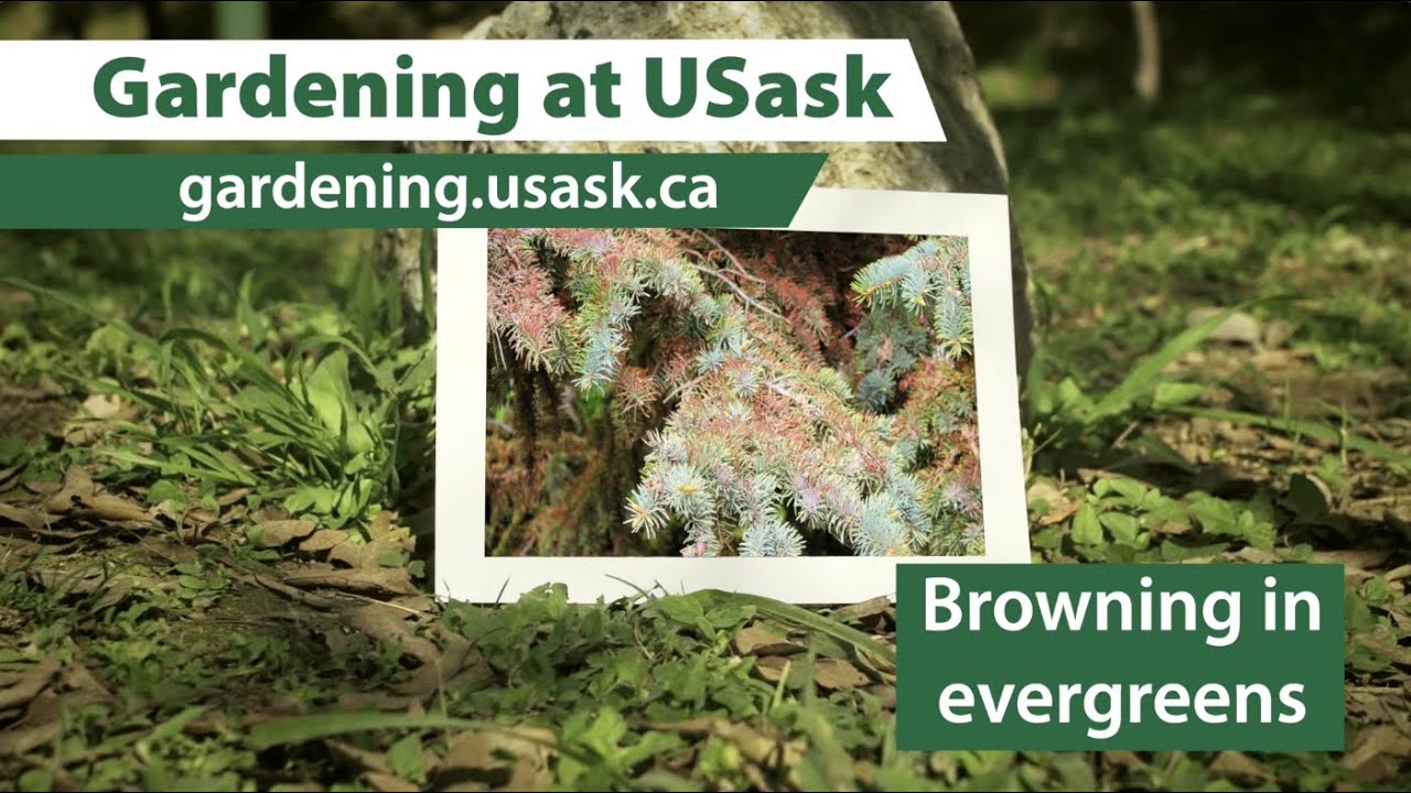 Evergreen browning and needle drop - YouTube